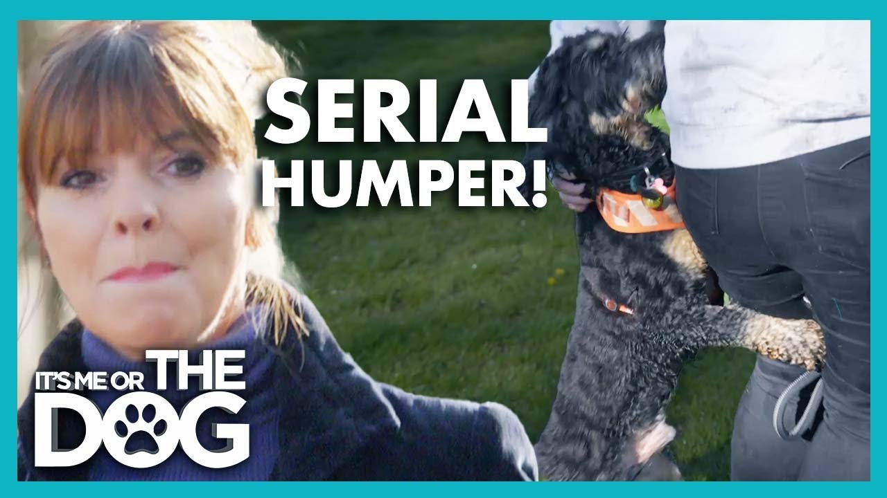 Marley Won't Stop Humping Owner | It’s Me or The Dog - YouTube
