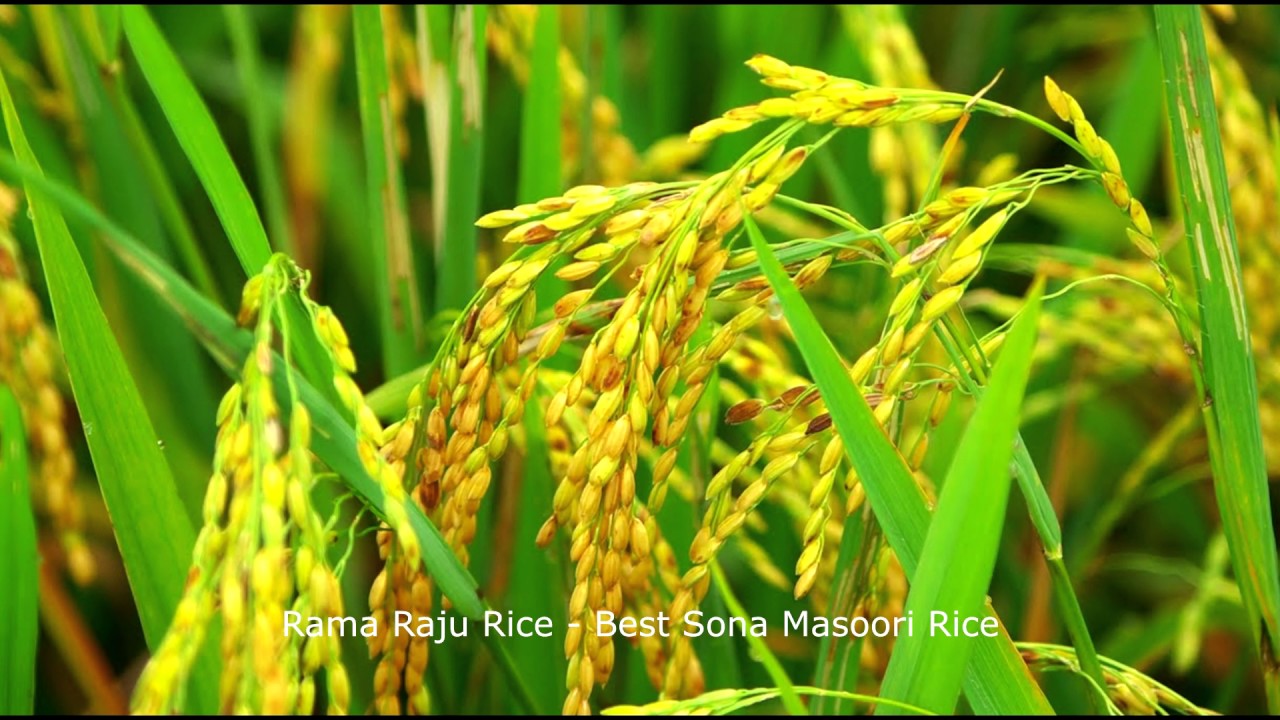 Rama Raju Rice - YouTube