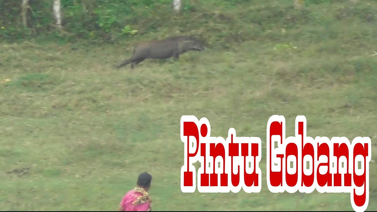 Amazing!!! BABI BESAR PINTU GoBANG PADANG SAGO - YouTube