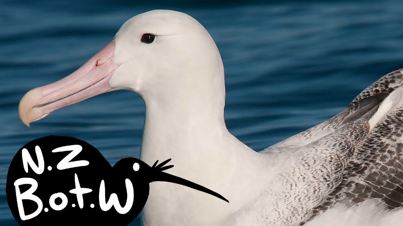 Southern royal albatross - New Zealand Bird of the Week - YouTube