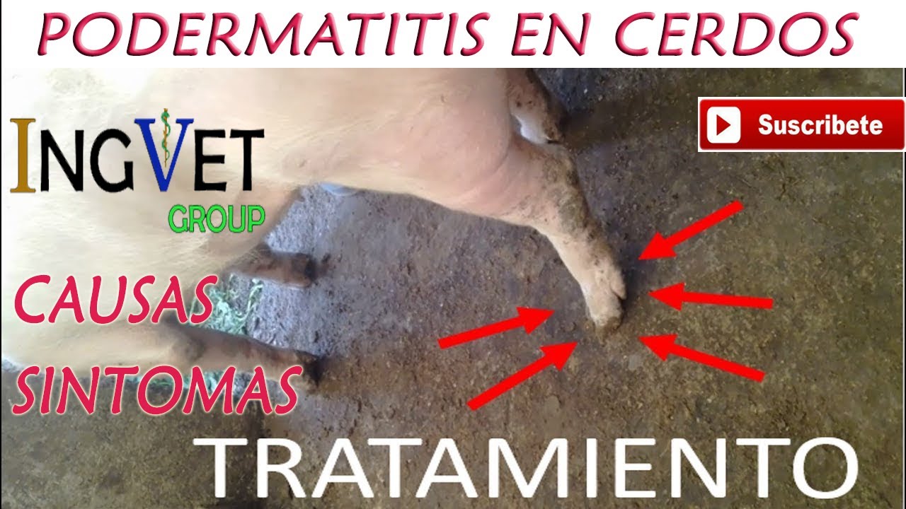 Pododermatitis en Cerdos ,Causas, Signos, Tratamiento - YouTube