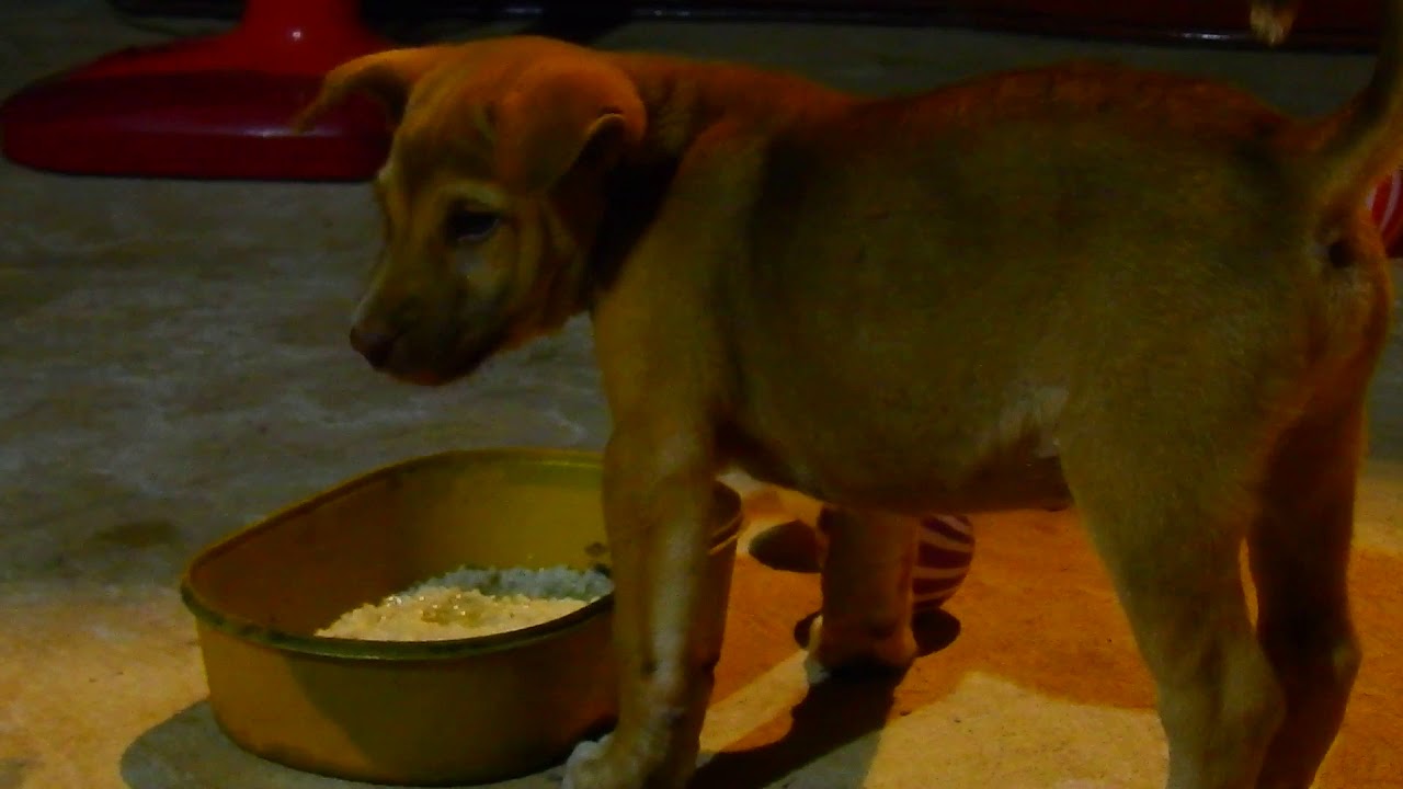OMG to day baby dog thony and chiny eat food at the night so full ...