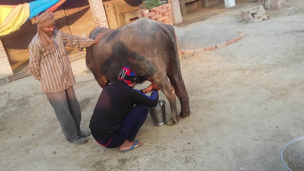 Sai gopala dairy me Mr, Gopal Trivedi Doodh nikalte huye - YouTube