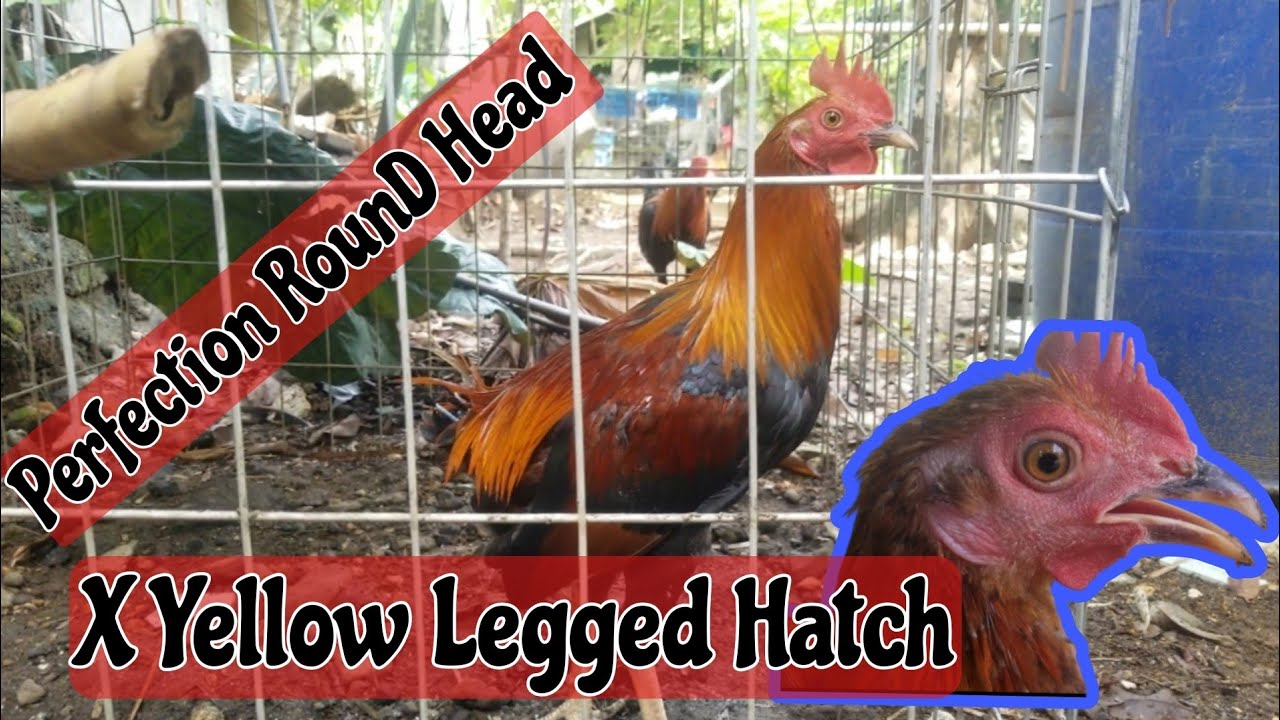 STAG / 5 MONTHS OLD /Manok - YouTube