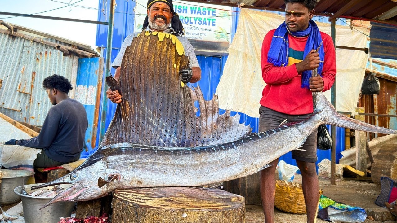 60 KG BIG SAILFISH CUTTING VIDEO | UK SONS MARINE - YouTube