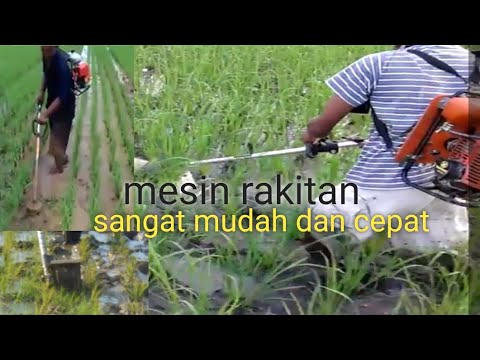 cara siang padi paling cepat.. - YouTube