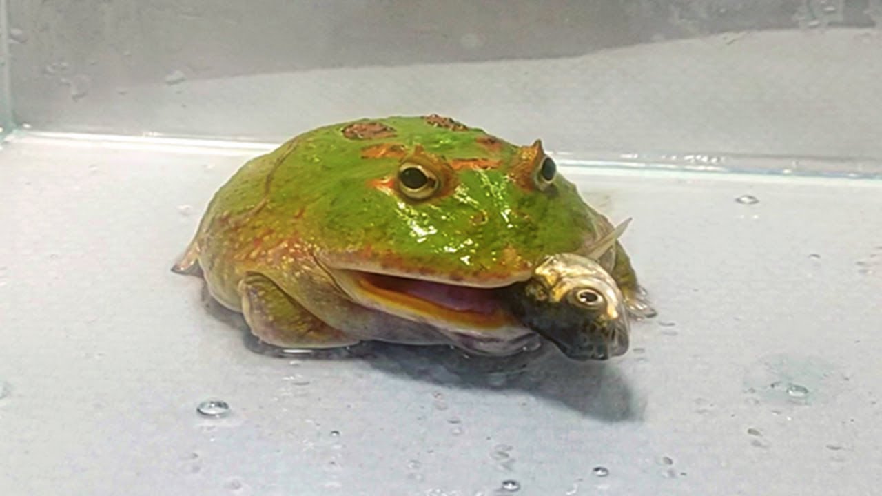 Frog eats small fish/Pacman Frog，African Bullfrog【LIVE FEEDING】 - YouTube