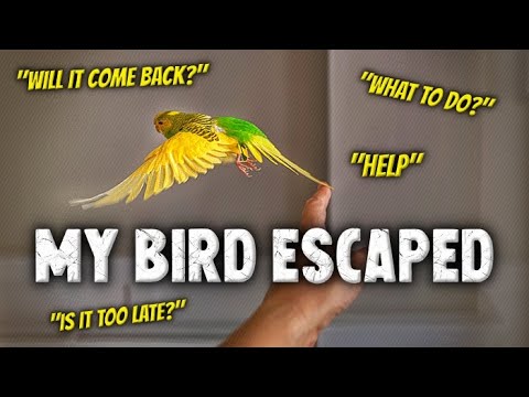 What To Do When Your Bird Flies Away