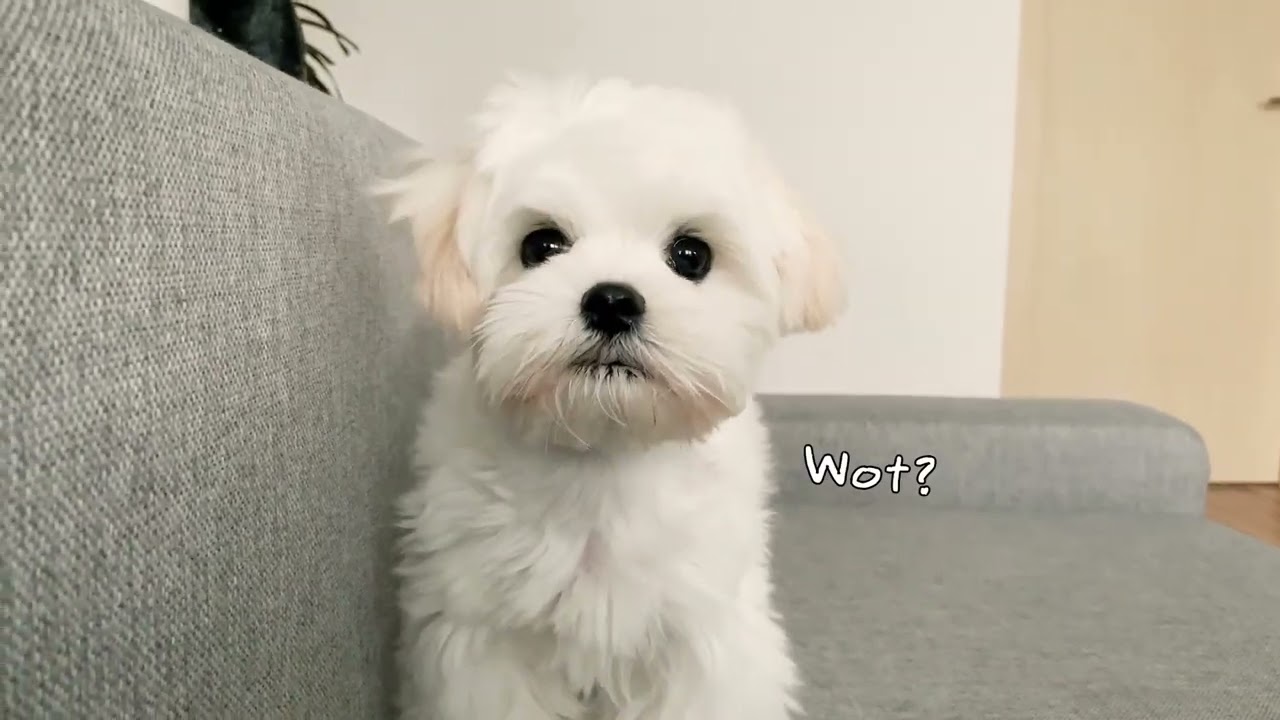 Maltese Puppy Gif
