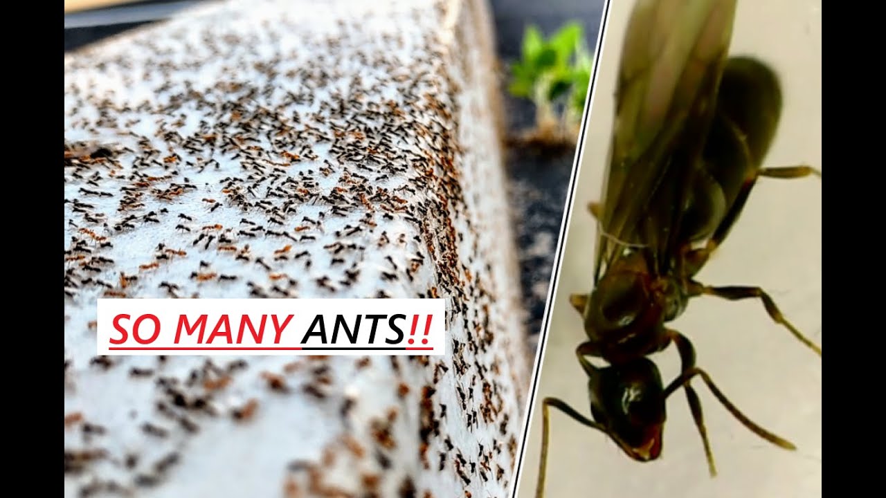 Catching a Queen Ant after seeing the Largest nuptial flight I've ever ...