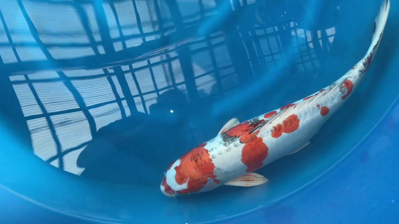 Frieslandkoi - Doitsu Kin Showa (rare) - YouTube