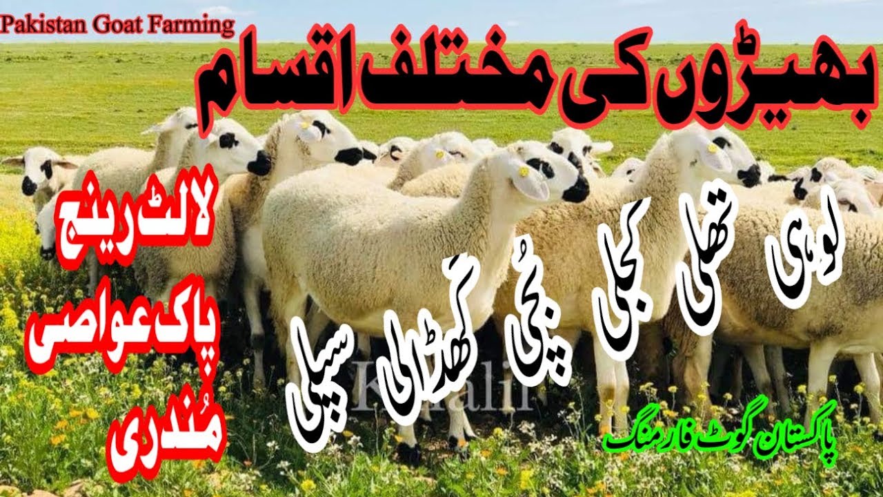 Types of Sheeps | Sheep Farming | papular Sheeps types | mundri | kajli ...