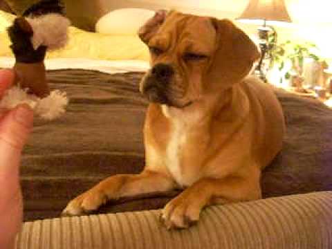CAUTION: Cutest Puggle Ever - YouTube