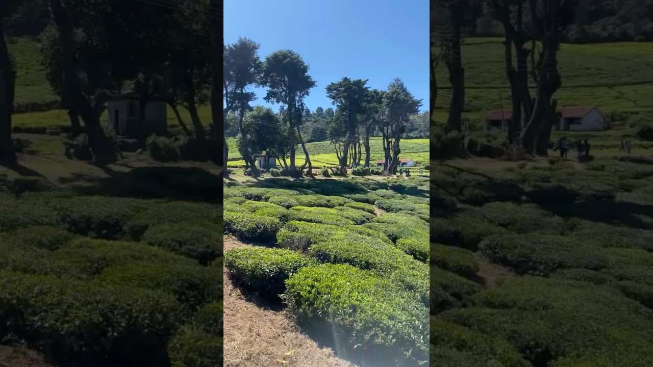 Hungerford ooty🍂#ooty #fyp #nofilter #travel #youtubeshorts #nature # ...