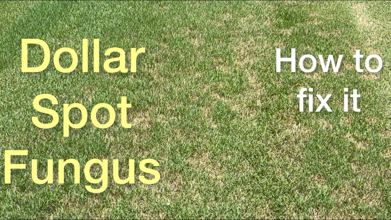 Dollar spot fungus. How to fix it. - YouTube