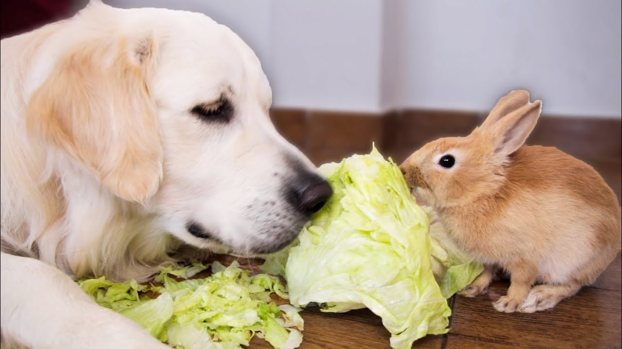 Funny Dog Bailey Helps Cute Rabbit Sam Eat Iceberg Lettuce - YouTube