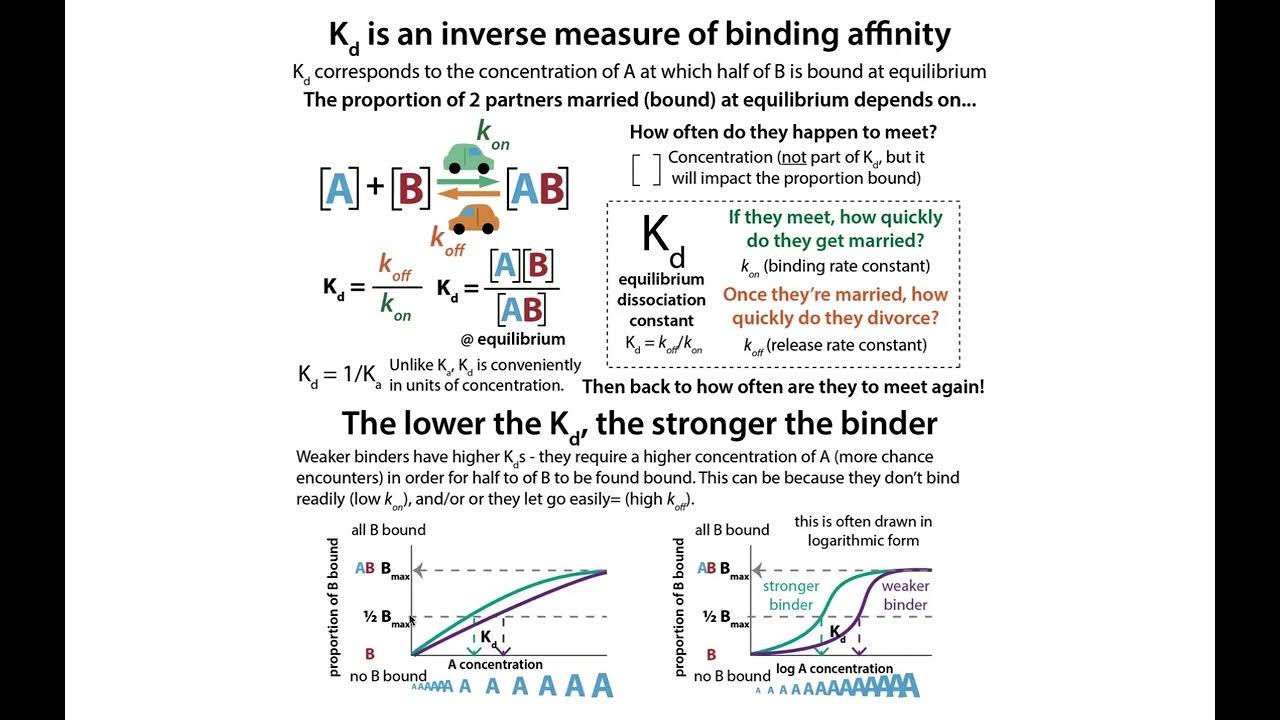 Quick overview of Kd (equilibrium dissociation constant) & binding affinity - YouTube