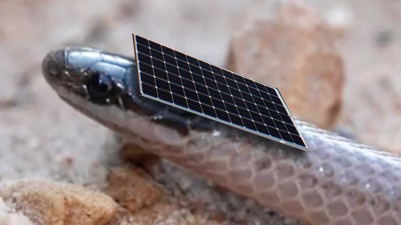 This snake has a solar panel for a head! - YouTube