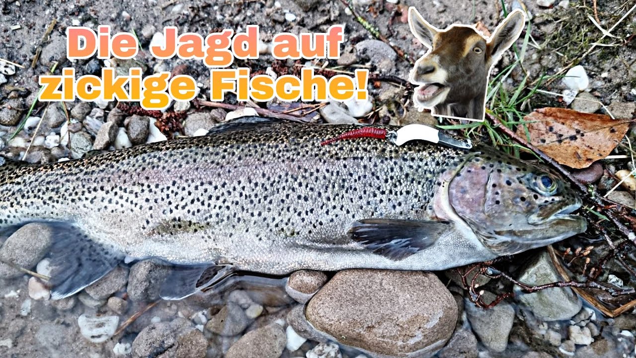 Zickige Forellen am Clausensee - YouTube