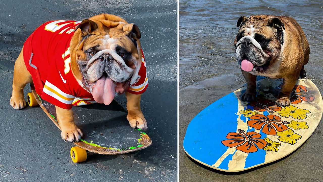 Amazing News: Meet Chowder the bulldog — a pooch going viral for his ...