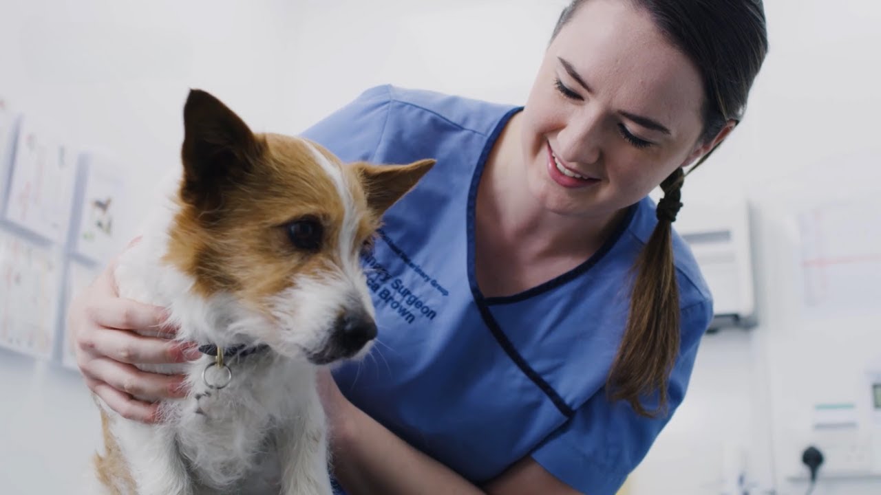 Get unlimited vet consults | Pet Health Club Plus - YouTube