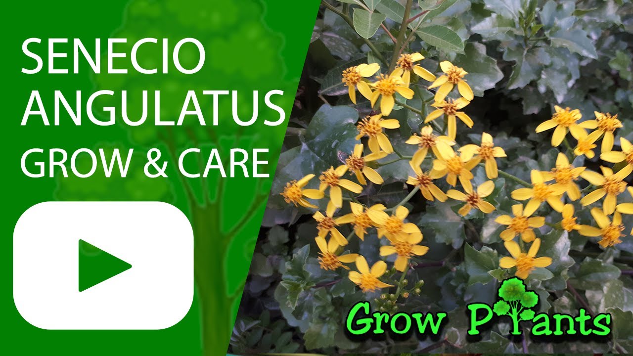 Senecio angulatus - grow & care (Creeping groundsel) - YouTube