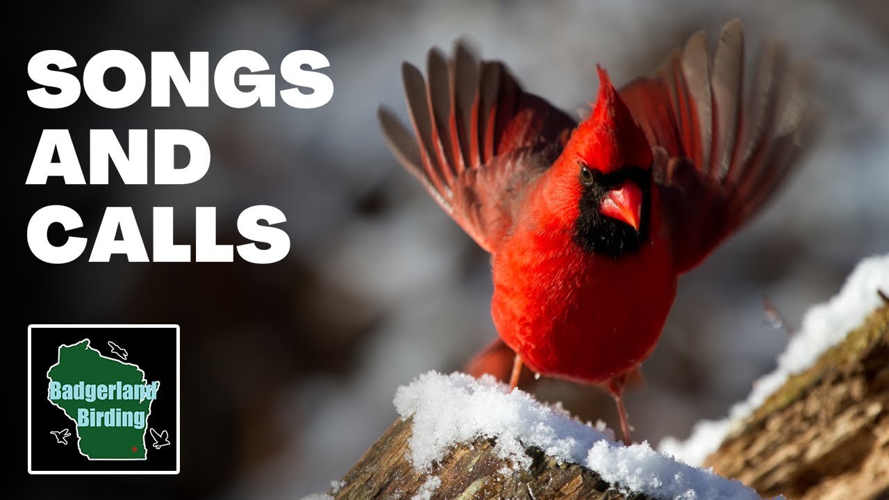 Northern Cardinal Songs and Calls (Beautiful Vocalizations) - YouTube
