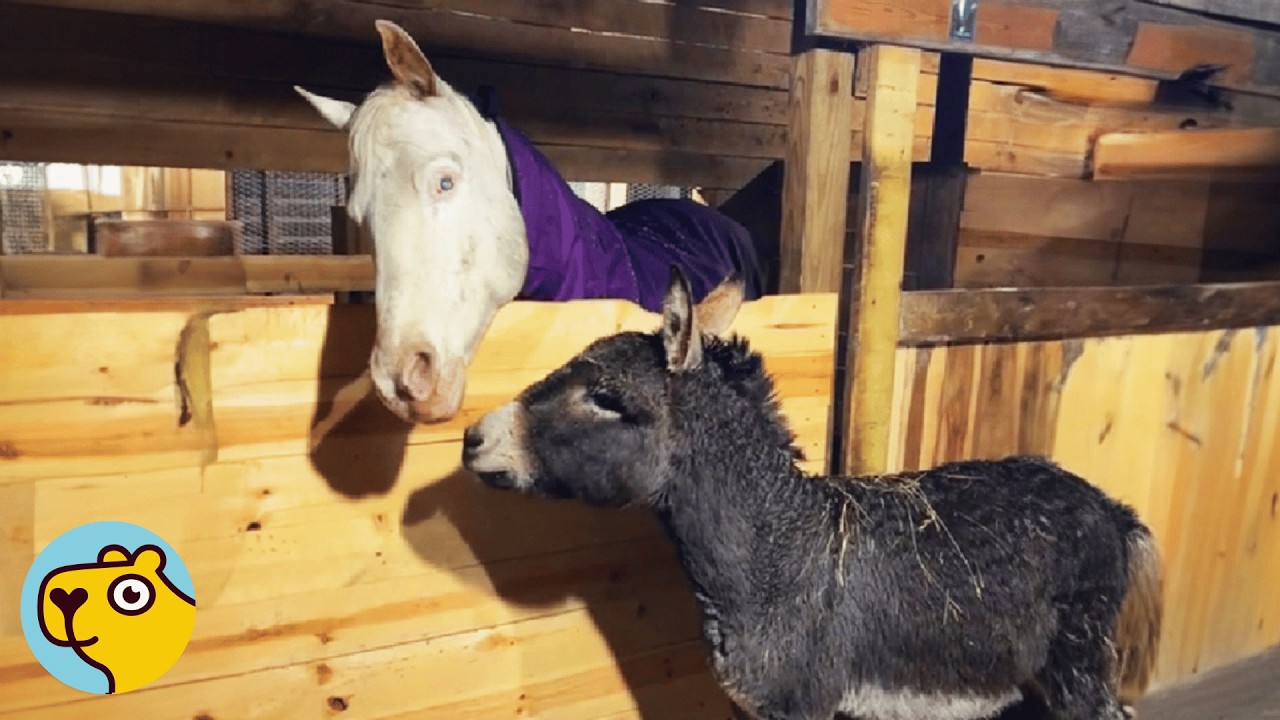 Donkey Leads Blind Horse Every Morning, But Wait Till You See How - YouTube