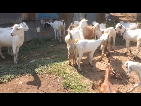 A visit to gala goat farmer - YouTube
