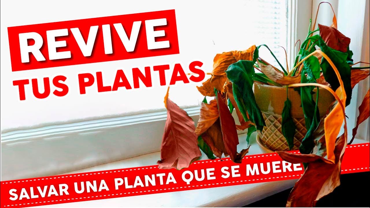 Como Revivir una Planta Seca o Marchita? y cómo saber si está muerta ...