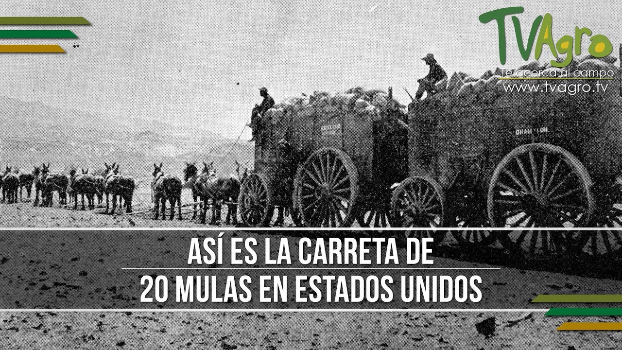 Así es la Carreta de 20 Mulas en Estados Unidos - 20 Mule Team - TvAgro ...