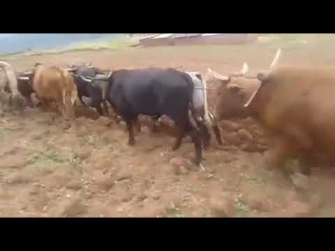 Ploughing with cows (Ukulima ngezinkomo) - YouTube