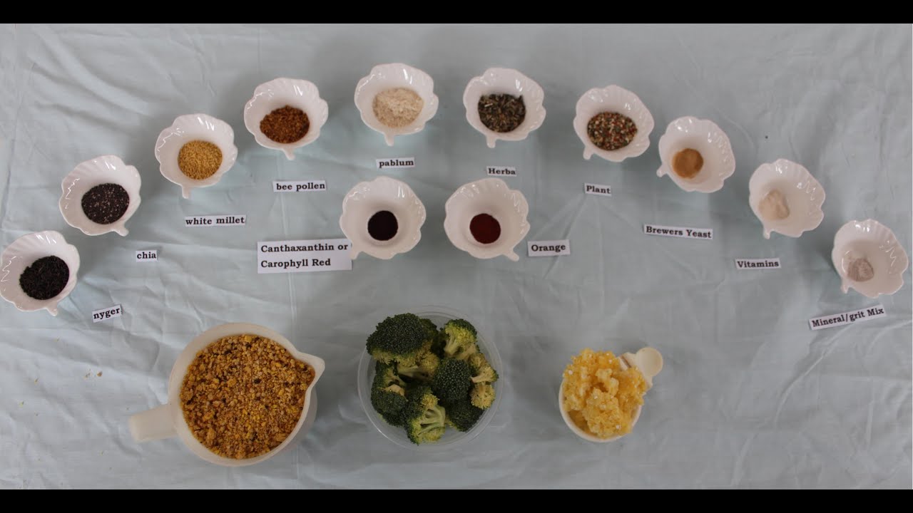 Canary Egg Food 2021 - YouTube