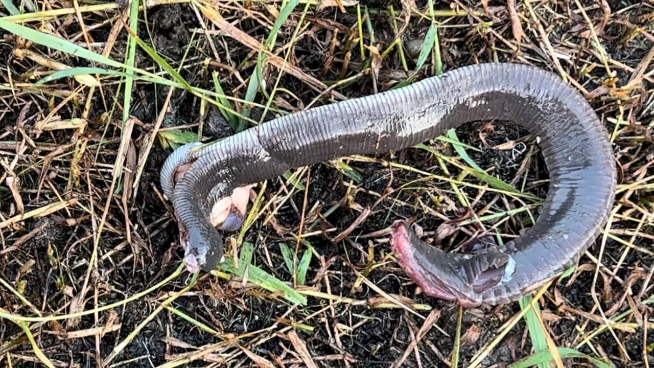 Culebra tepolcuba extraña y peligrosa - YouTube