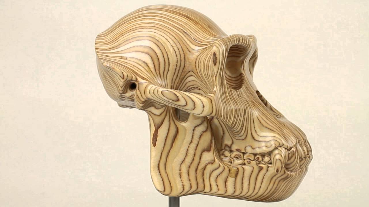 Chimp Skull - YouTube