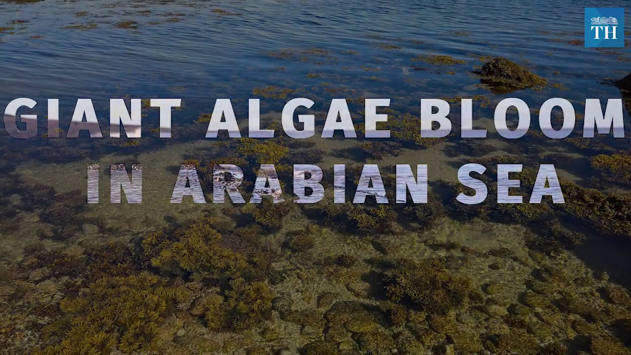 Giant algae bloom in Arabian Sea - YouTube