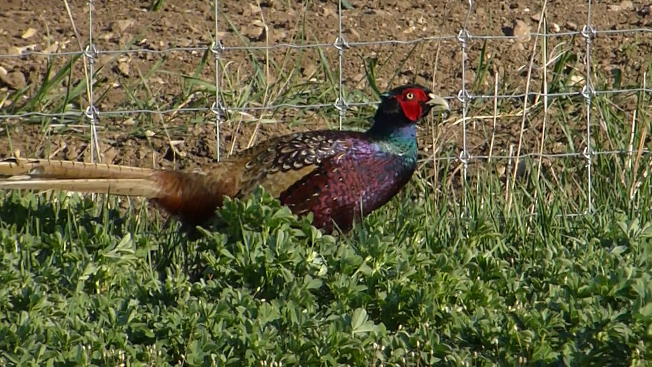 Kázmér a fácán II. - YouTube