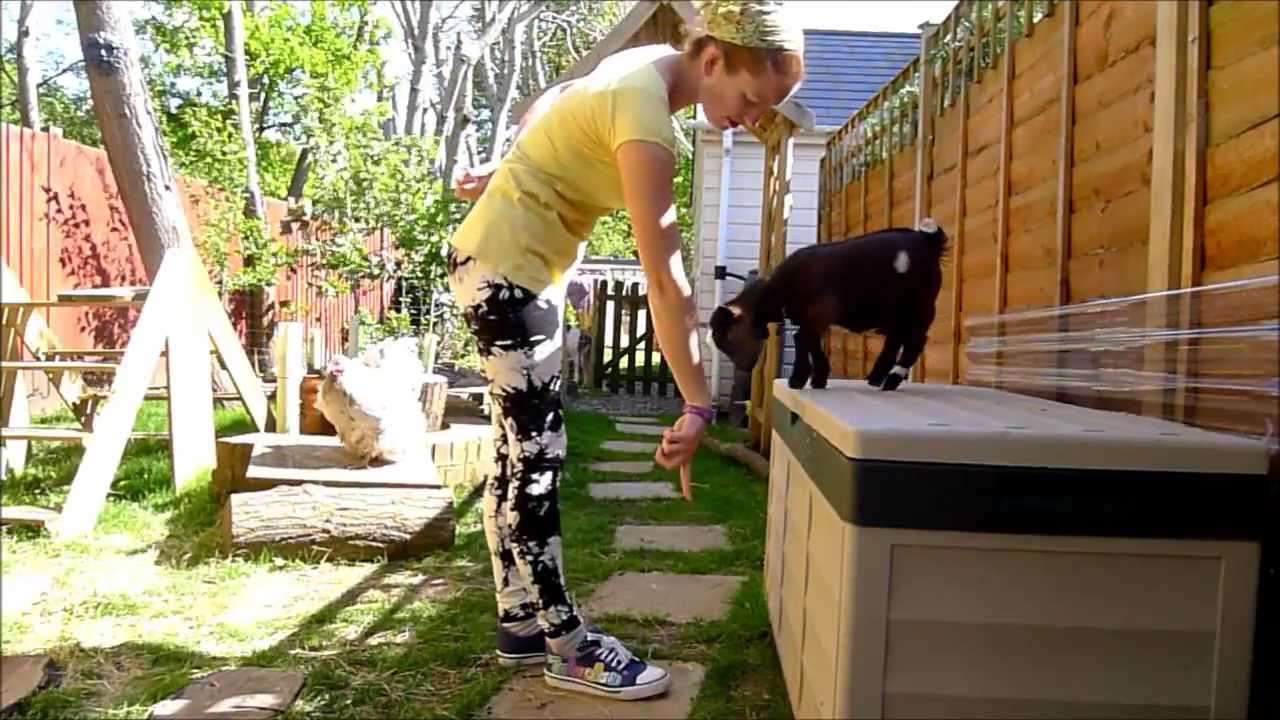 Teaching the goats tricks! - YouTube