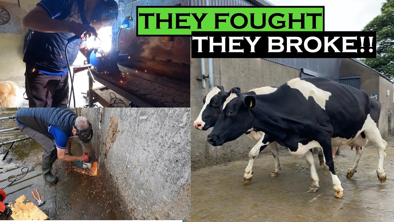 WHEN TWO BIG DOMINANT COWS FIGHT!! SMASHED GATES, BENT POSTS AND A ...