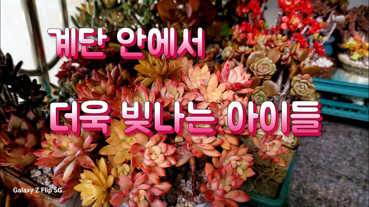 계단이라고 우습게 보시면 아니되어요생장등 없이도 끼깔라요 계단다육이베란다다육이겨울철다육이관리succikent