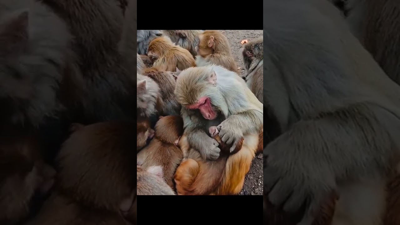 Best Vines 2022 I AFV Funny Vine Fails Compilation 2022 |shortvideo# ...