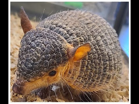 Screaming Hairy Armadillos - YouTube