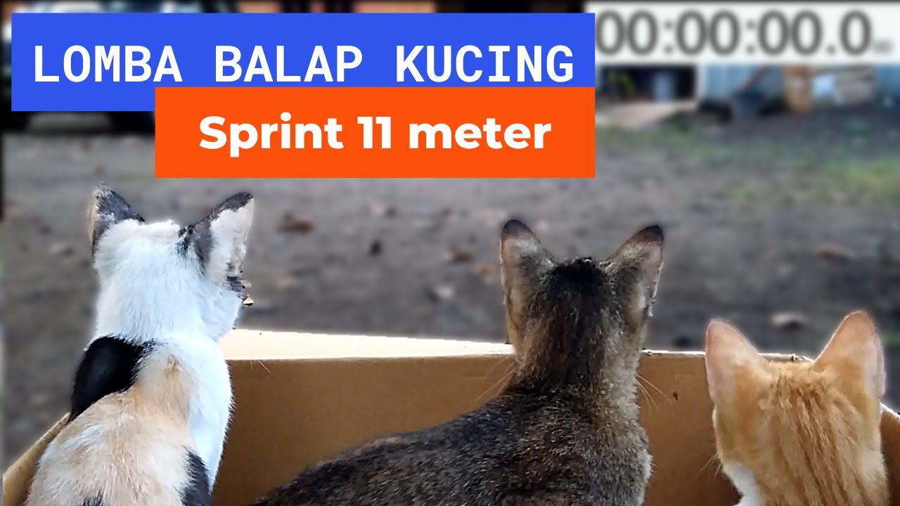 Kucing Lomba Lari, Siapa yang Tercepat? | Cats Running Competition ...