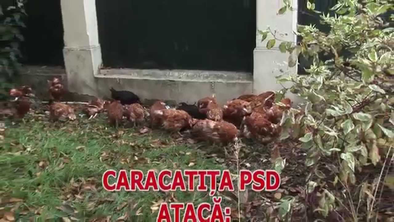 IMAGINI SOCANTE!!! AMENINTARI CU MOARTEA! - YouTube