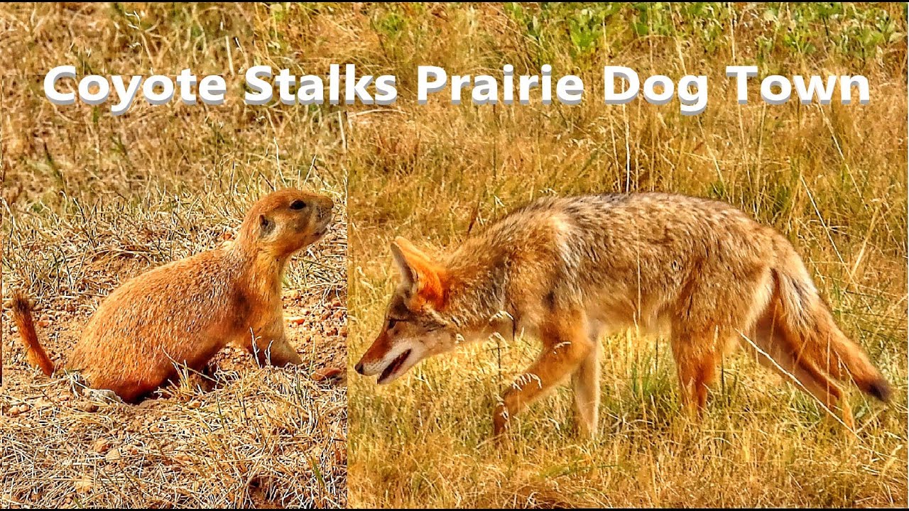 Coyote Stalks Prairie Dog Town - YouTube
