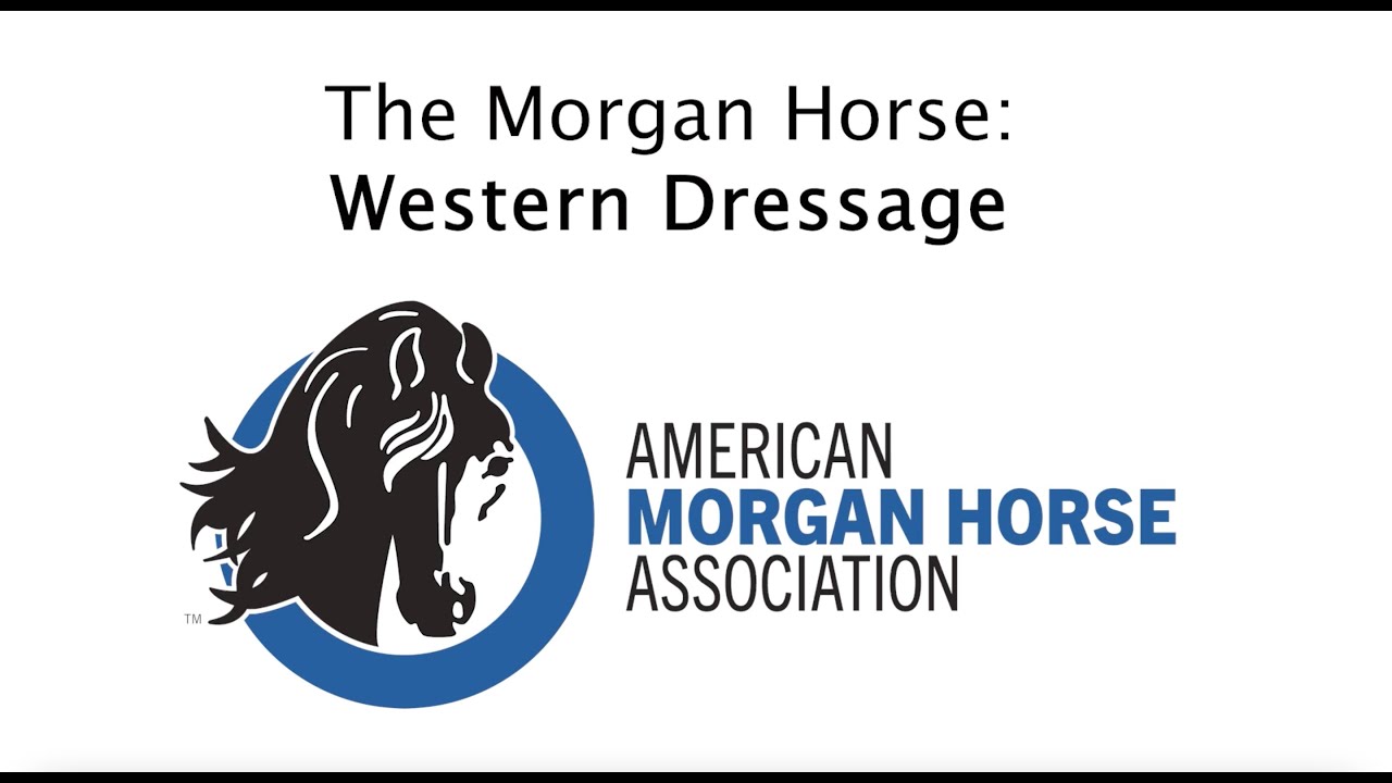 Morgan Horses in Western Dressage - YouTube