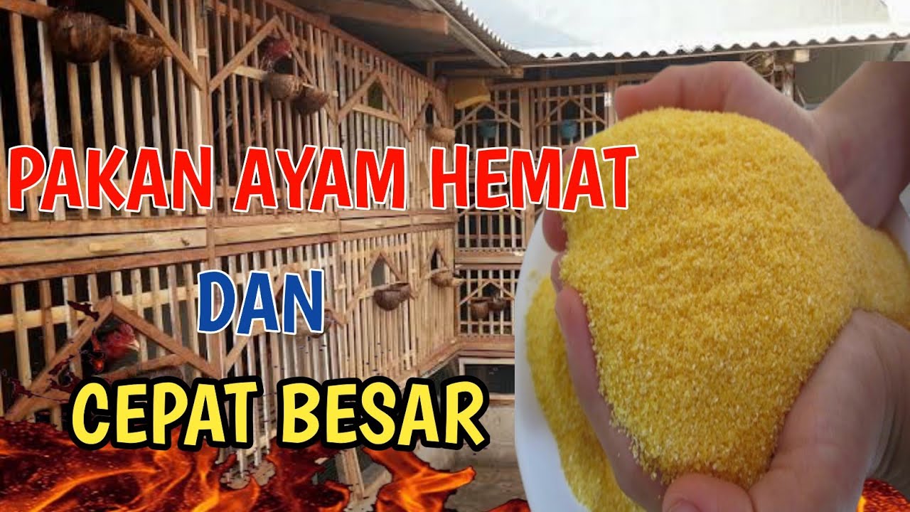 pakan anak ayam umur 0-1 bulan / pakan anak ayam supaya cepat tumbuh ...
