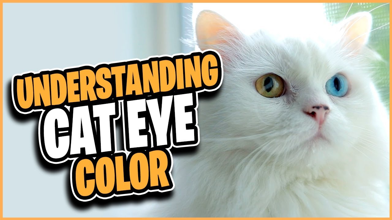 CRAZY Cat Eye Colors! What Makes Them Unique? - YouTube
