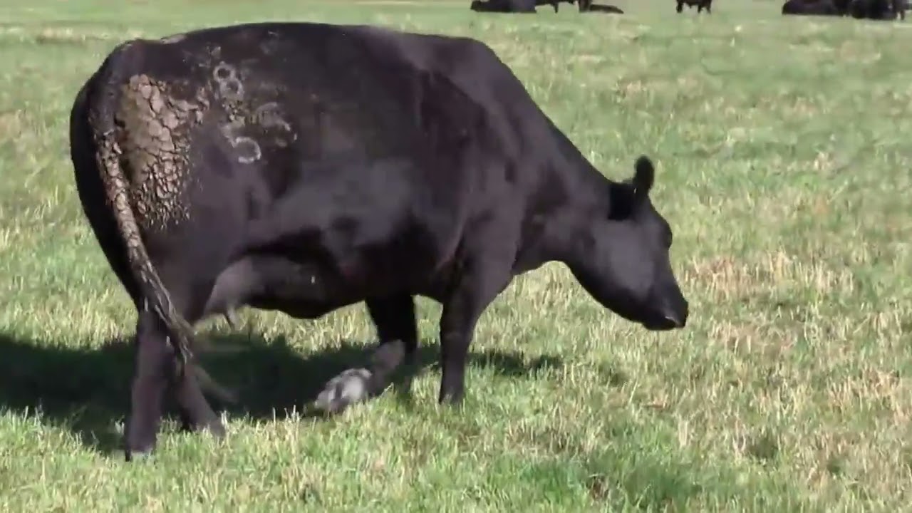 2 - Diamond D Angus Herd Preview Video 2, Registered Black Angus & Red ...