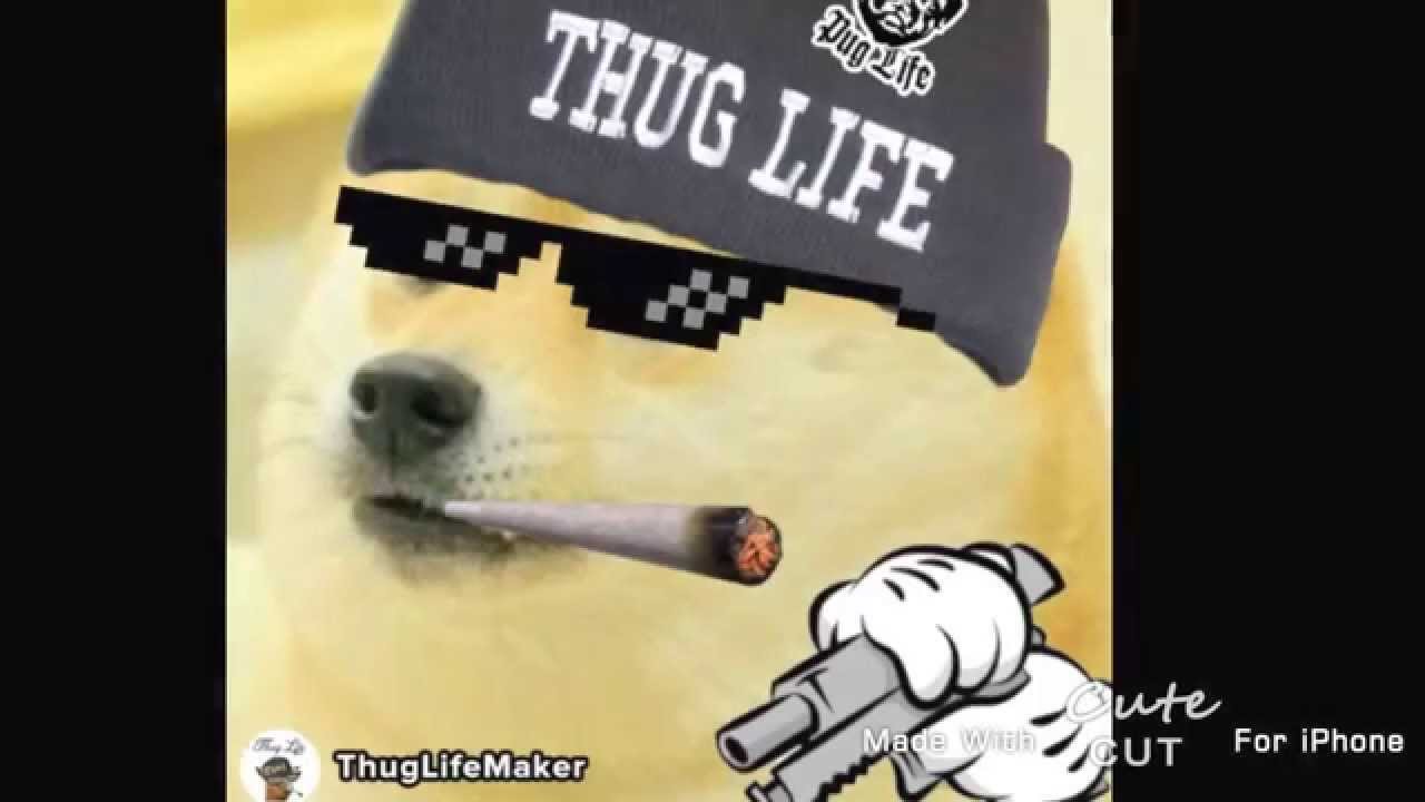 Thug Dog Quotes